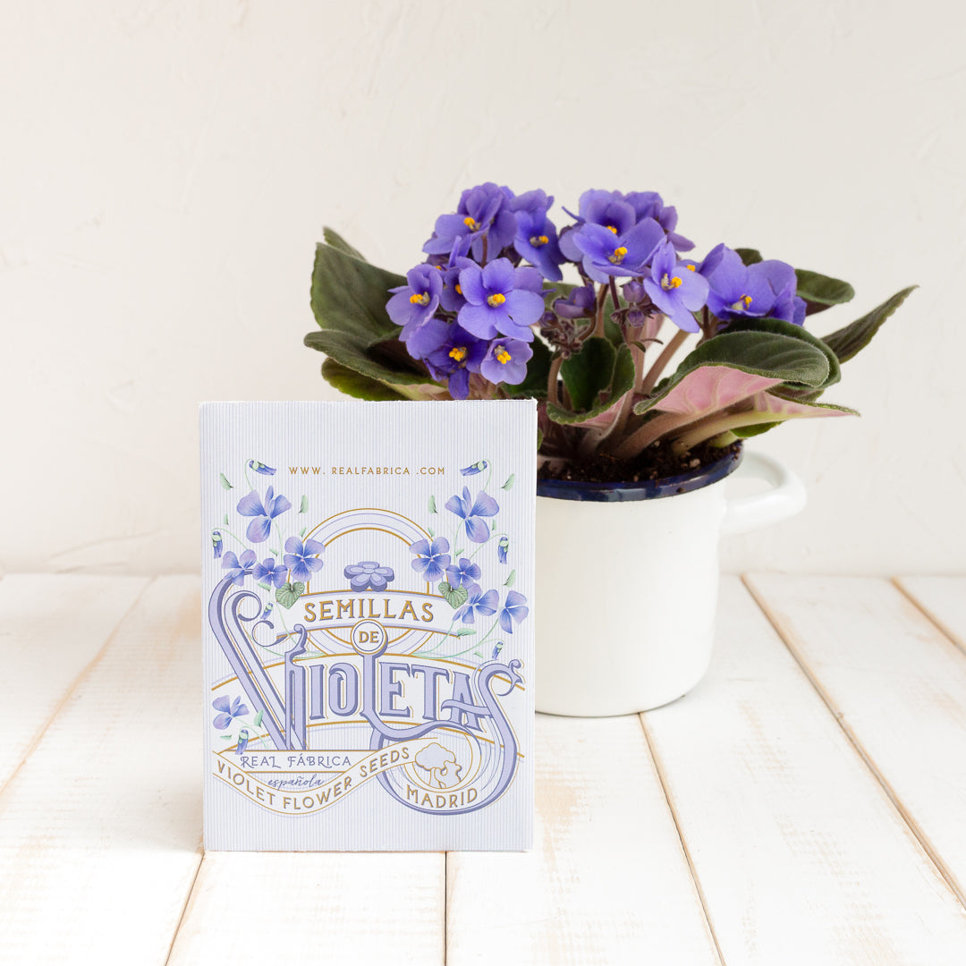 semillas de violeta – REAL FABRICA